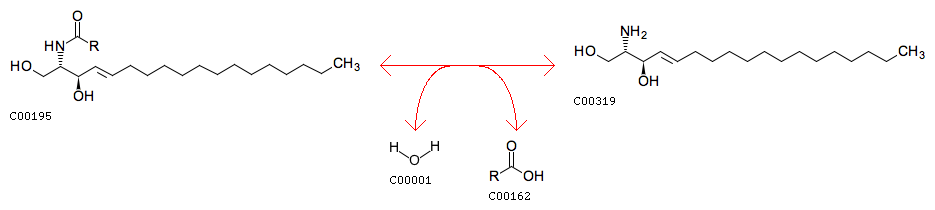 KEGG REACTION: R01494