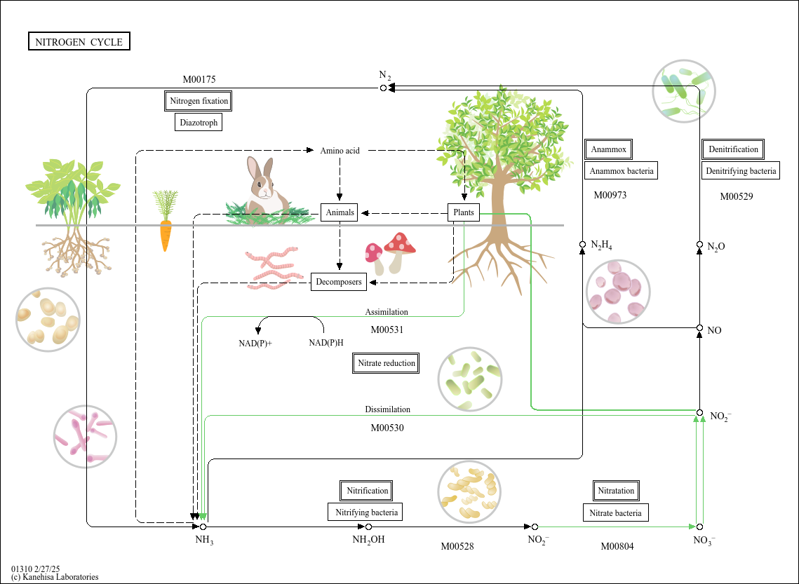 KEGG PATHWAY: Nitrogen cycle - Alcanivorax borkumensis