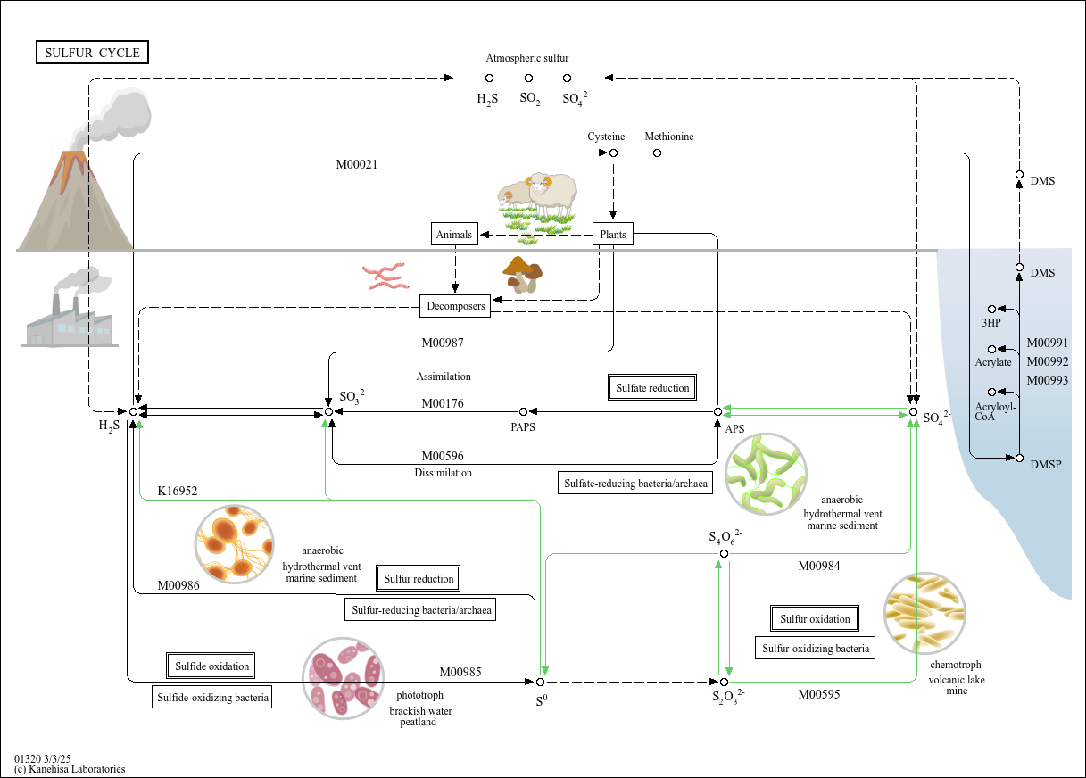 KEGG PATHWAY: Sulfur cycle - Acidithiobacillus sp. YTS05