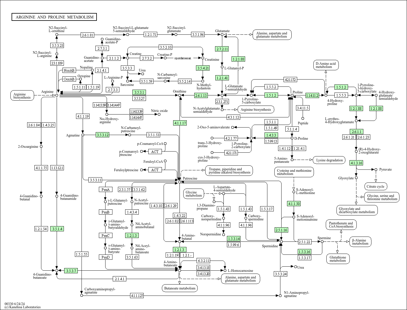 KEGG PATHWAY: Arginine and proline metabolism - Aspergillus clavatus