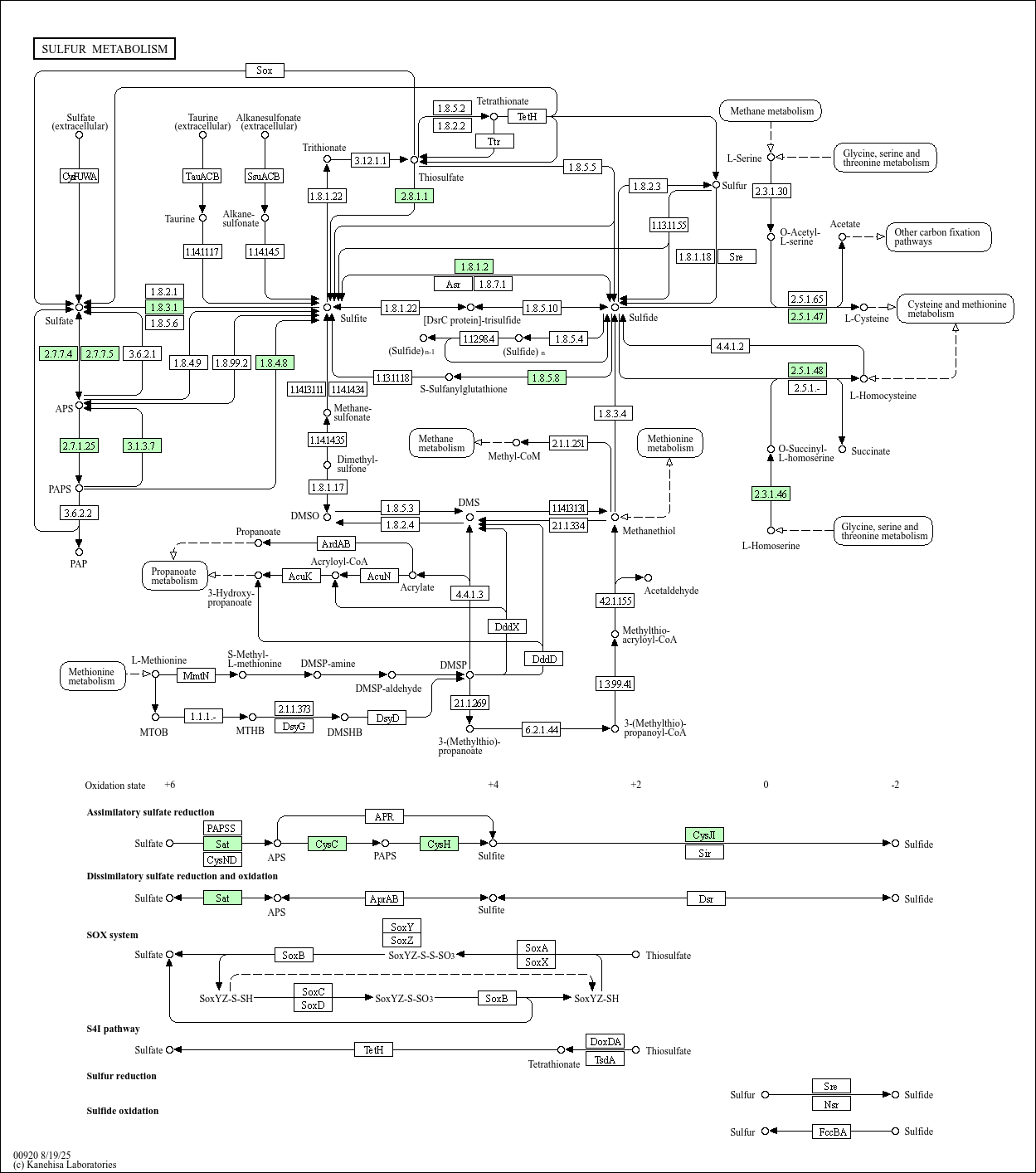 KEGG PATHWAY: Sulfur metabolism - Aspergillus clavatus