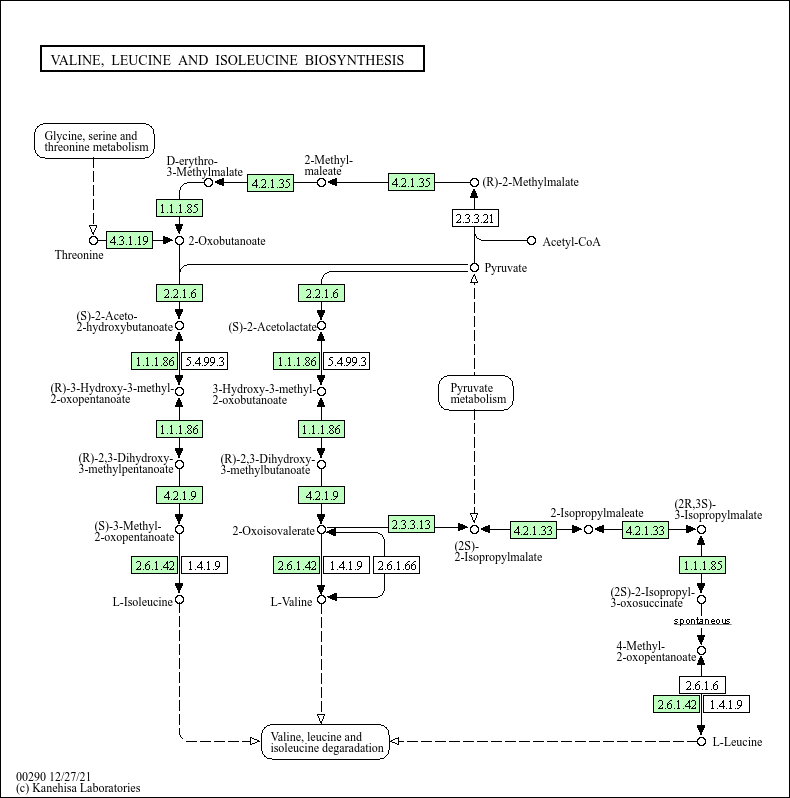KEGG PATHWAY: Valine, leucine and isoleucine biosynthesis ...