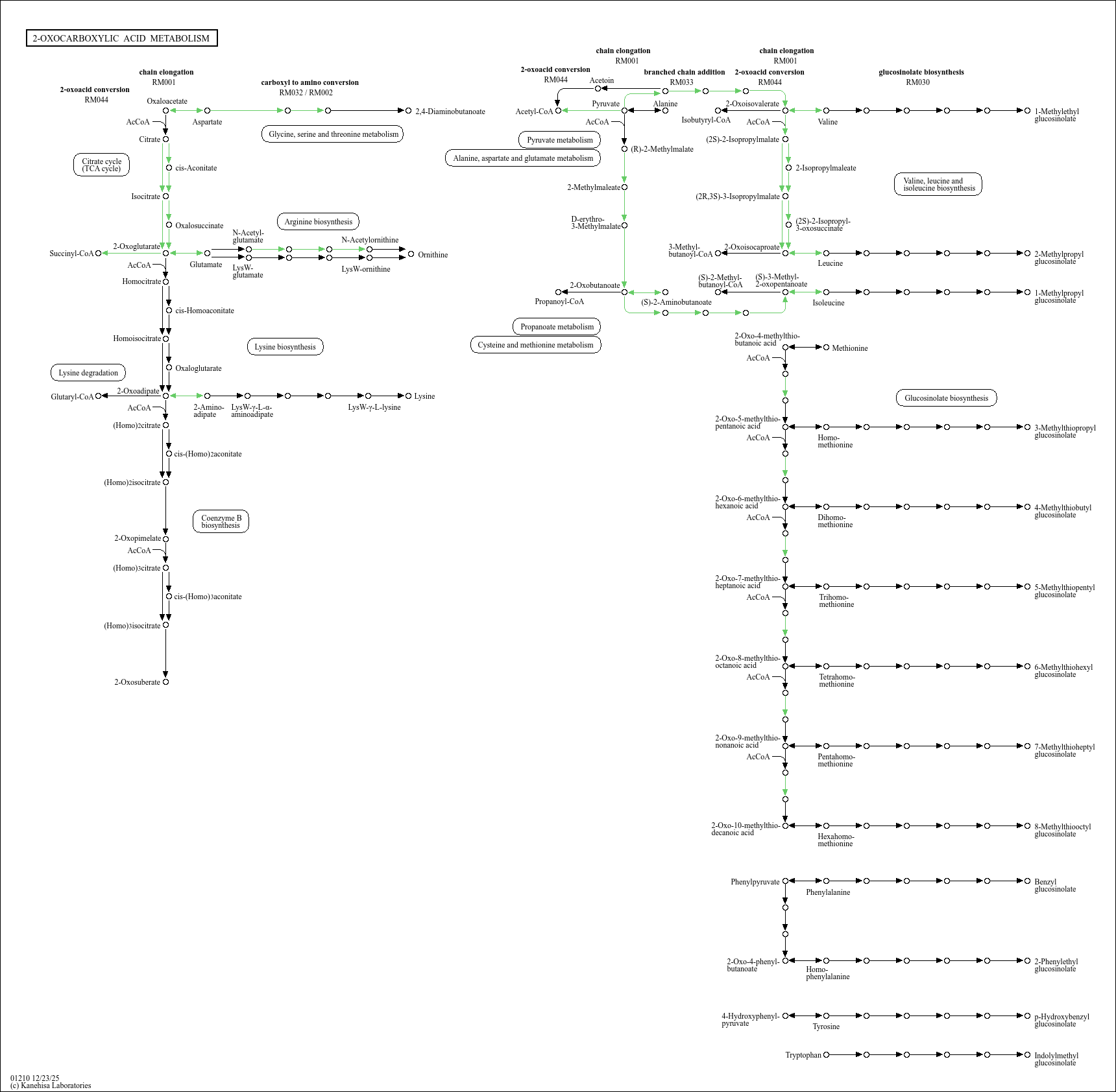 KEGG PATHWAY: 2-Oxocarboxylic acid metabolism - Acidaminococcus fermentans