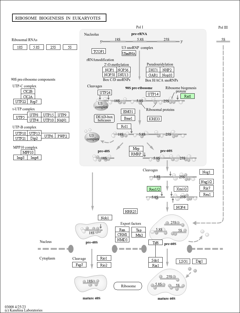 KEGG PATHWAY: Ribosome biogenesis in eukaryotes - Acinetobacter ...
