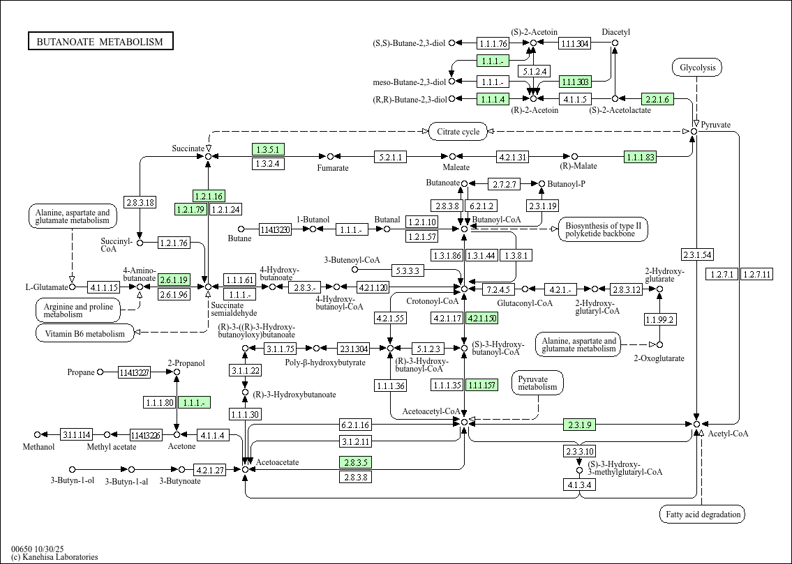 KEGG PATHWAY: Butanoate metabolism - Agromyces intestinalis