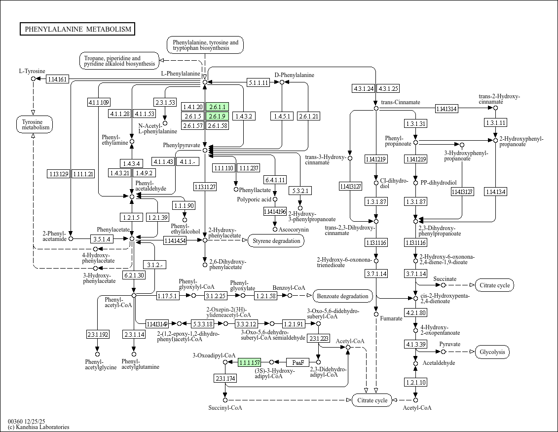 KEGG PATHWAY: Phenylalanine metabolism - Acidaminococcus intestini