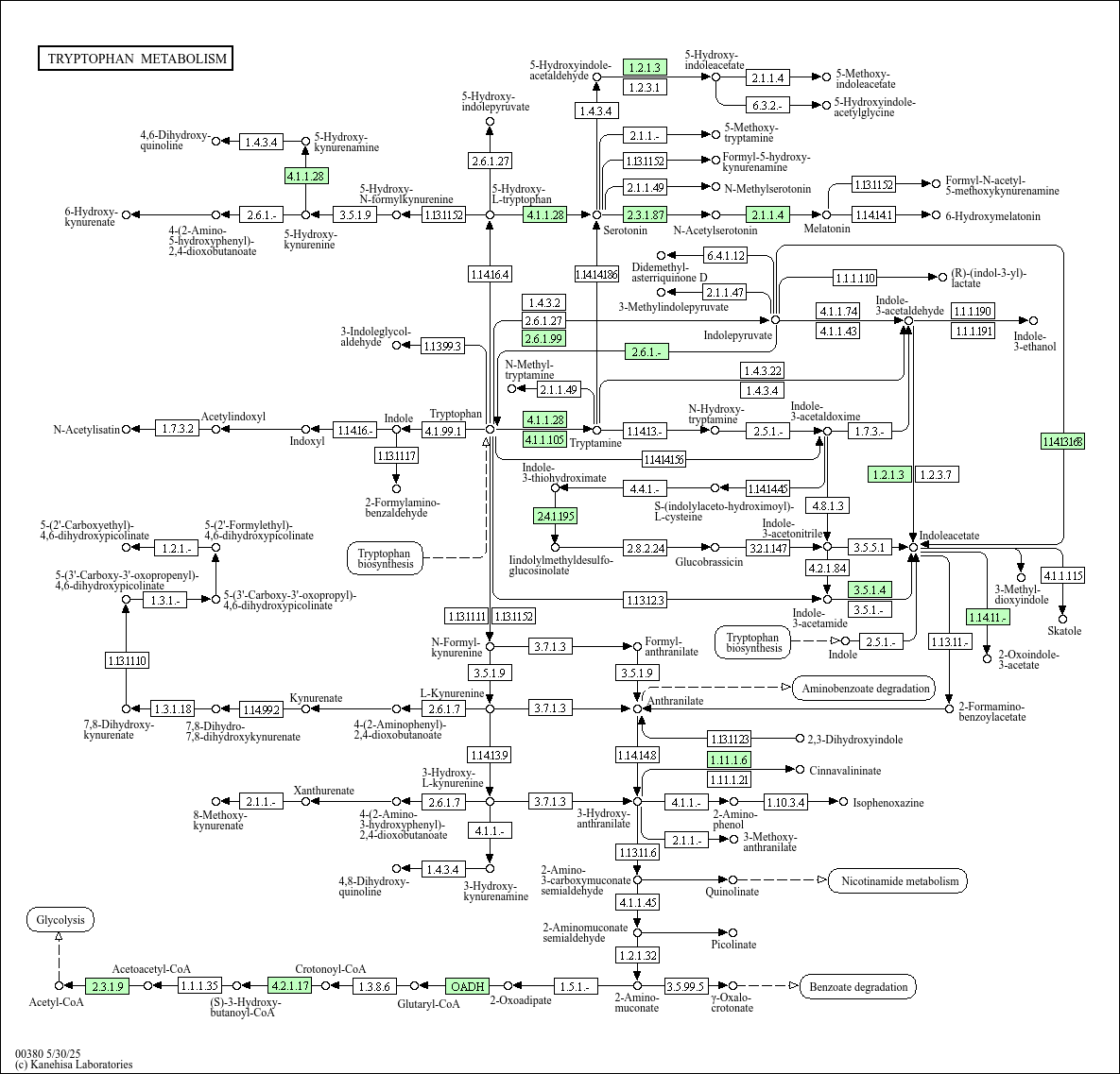 KEGG PATHWAY: Tryptophan metabolism - Arachis ipaensis