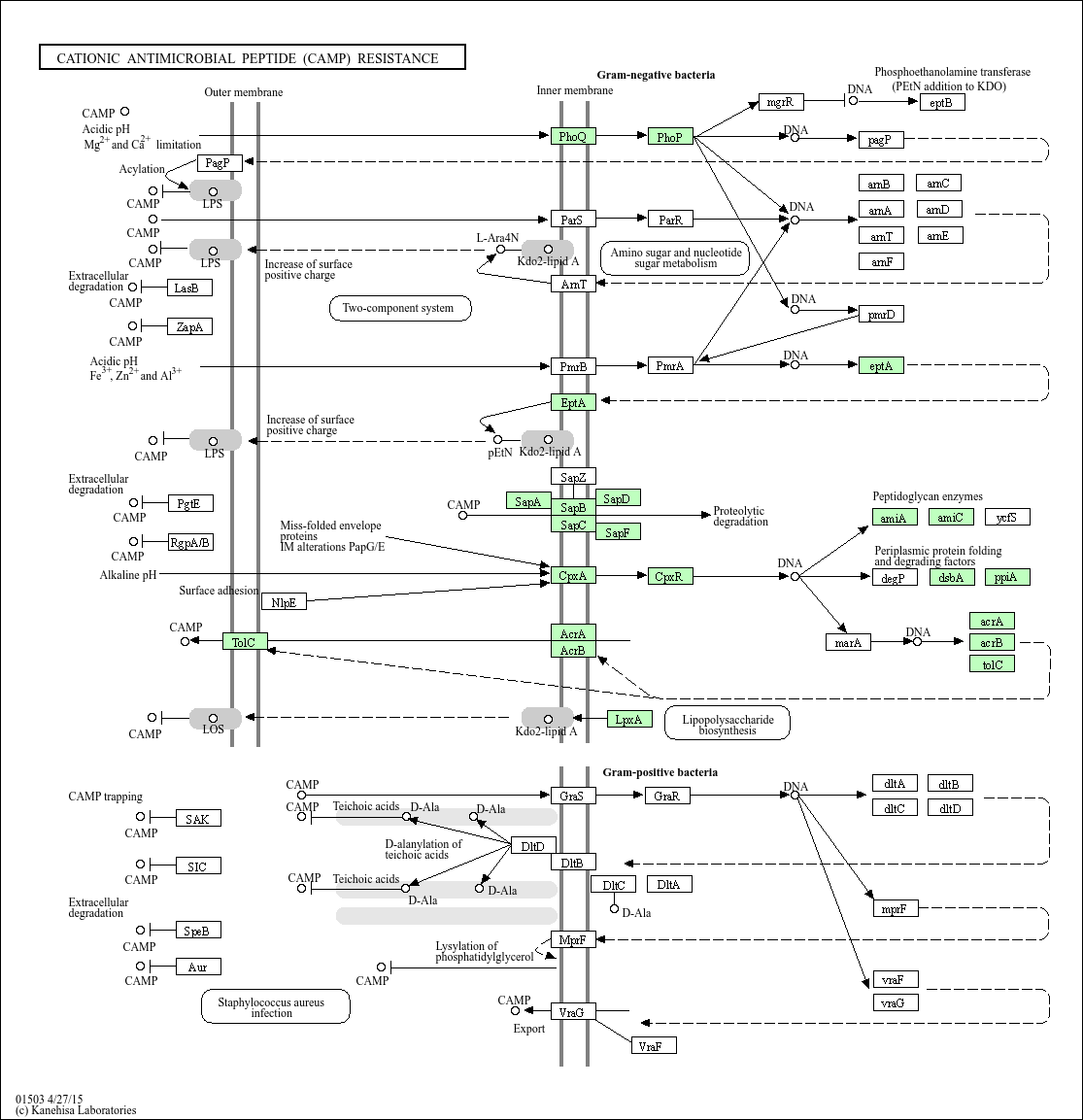 KEGG PATHWAY: Cationic antimicrobial peptide (CAMP) resistance ...