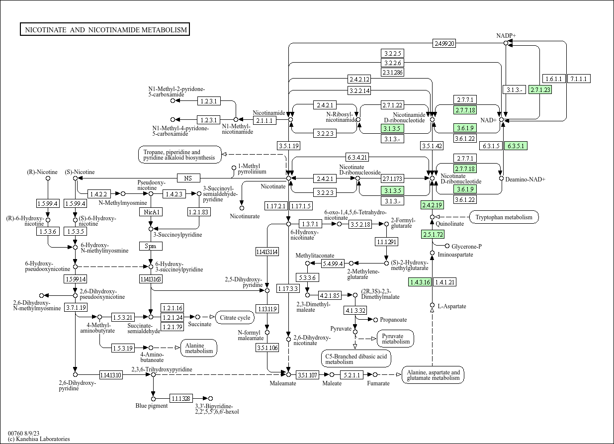 KEGG PATHWAY: Nicotinate and nicotinamide metabolism - Akkermansia ...