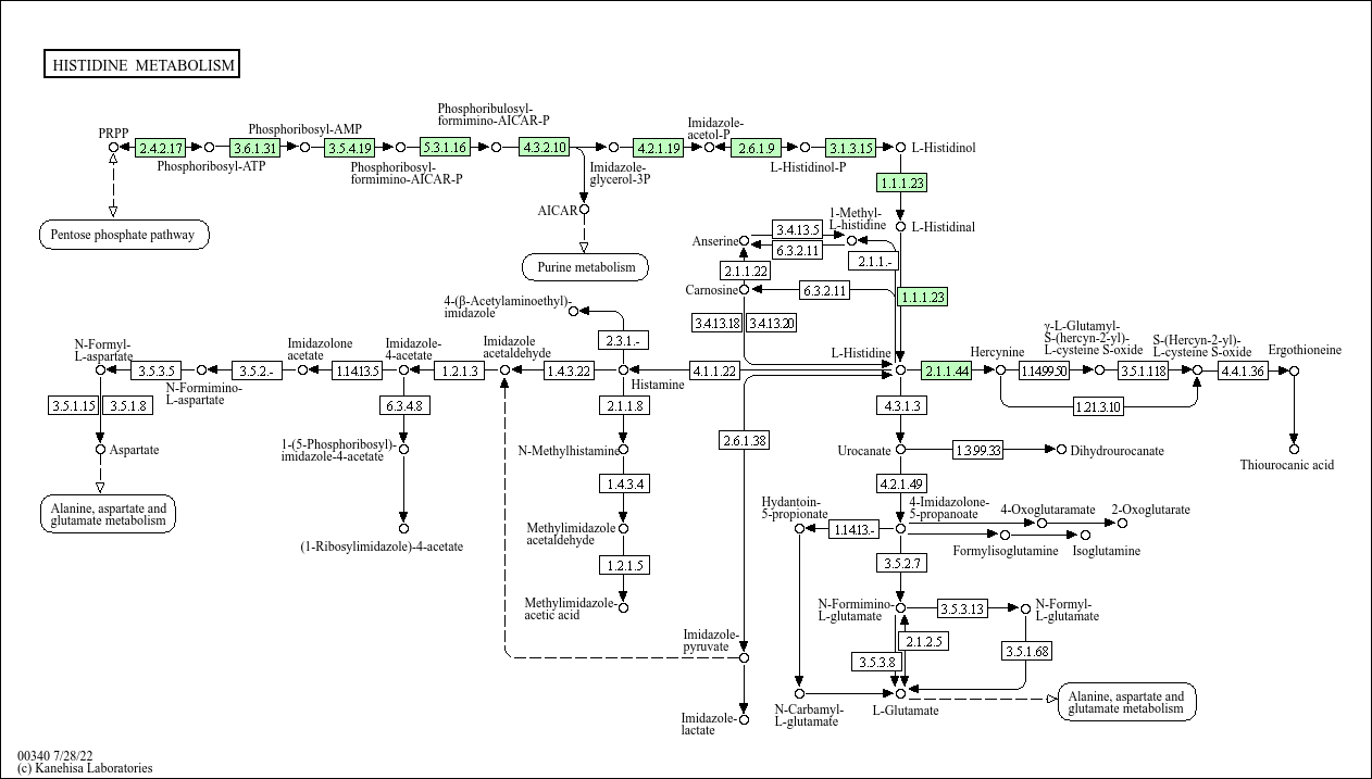 KEGG PATHWAY: Histidine metabolism - Pelagerythrobacter marensis