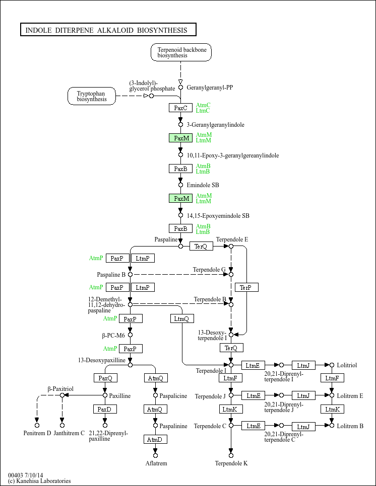 KEGG PATHWAY: Indole diterpene alkaloid biosynthesis - Aspergillus nidulans