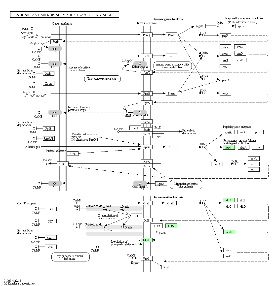 KEGG PATHWAY: Cationic antimicrobial peptide (CAMP) resistance ...