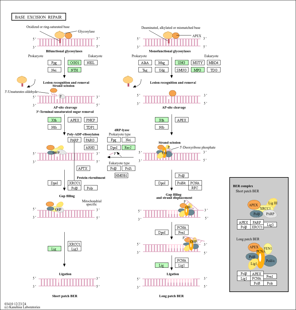 KEGG PATHWAY: Base excision repair - Anaerococcus obesiensis