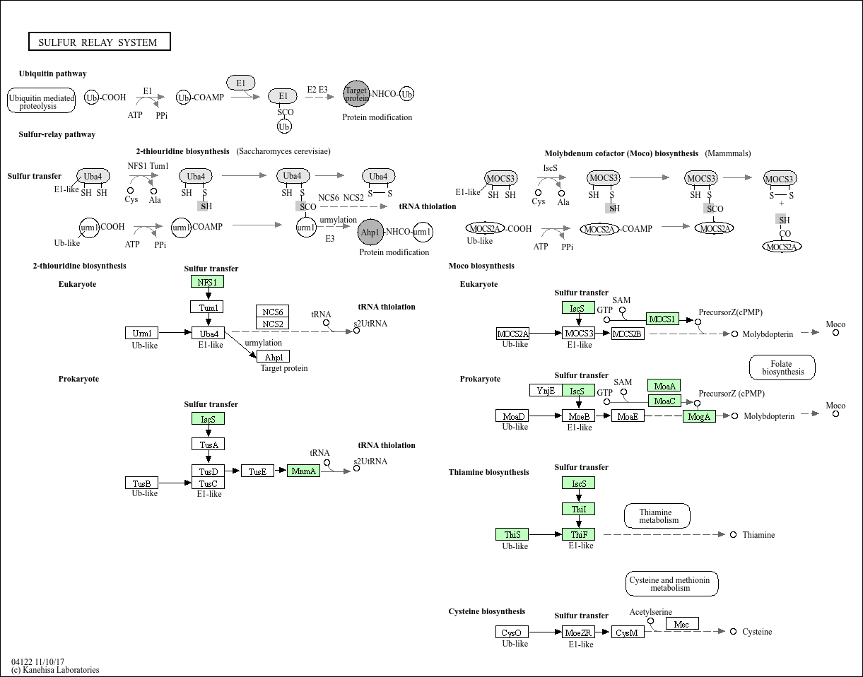 KEGG PATHWAY: Sulfur relay system - Anaerococcus obesiensis