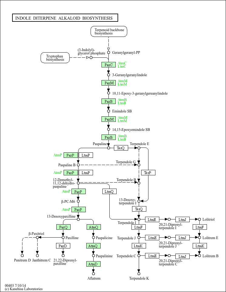 KEGG PATHWAY: Indole diterpene alkaloid biosynthesis - Aspergillus oryzae