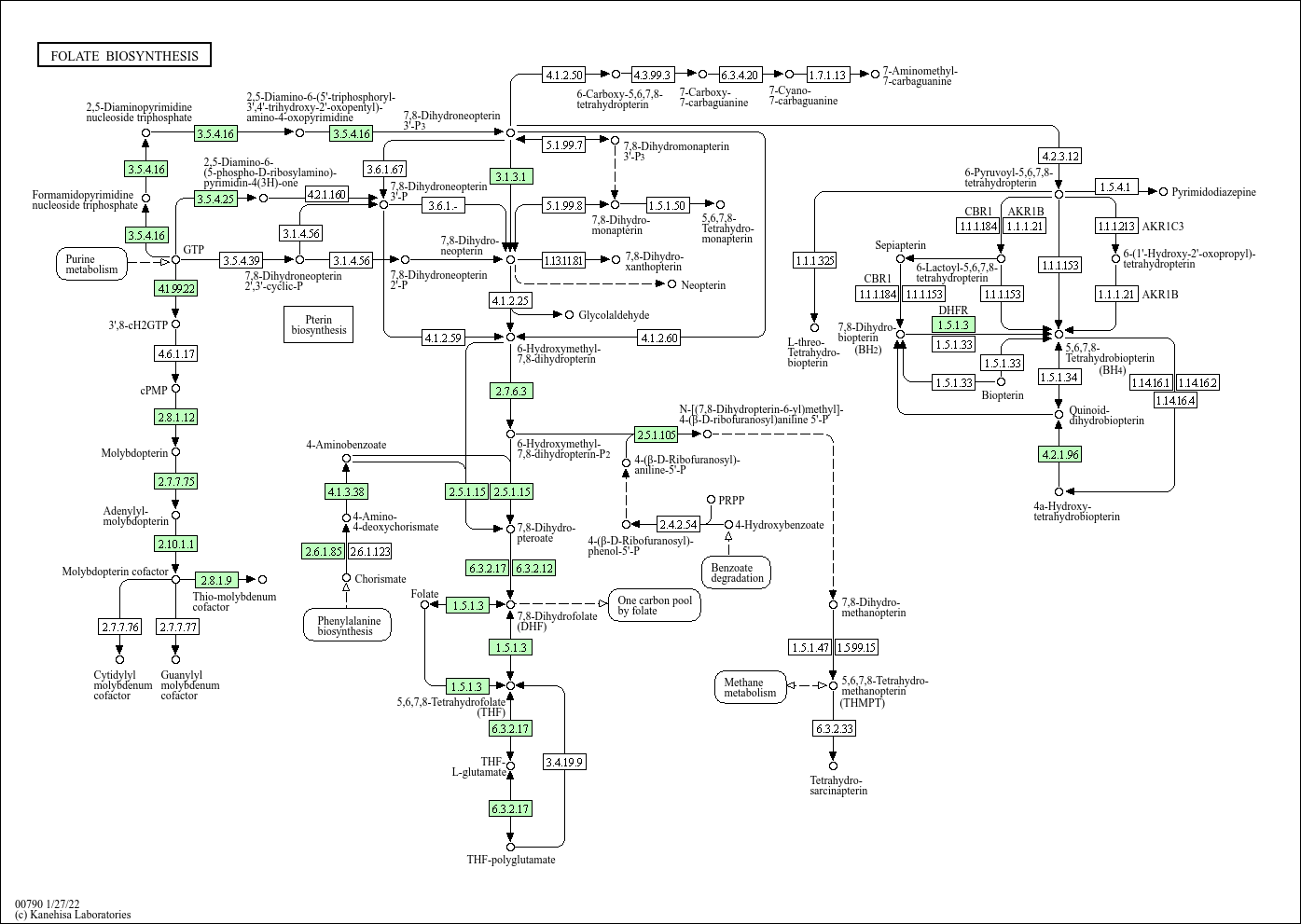 KEGG PATHWAY: Folate biosynthesis - Aspergillus oryzae