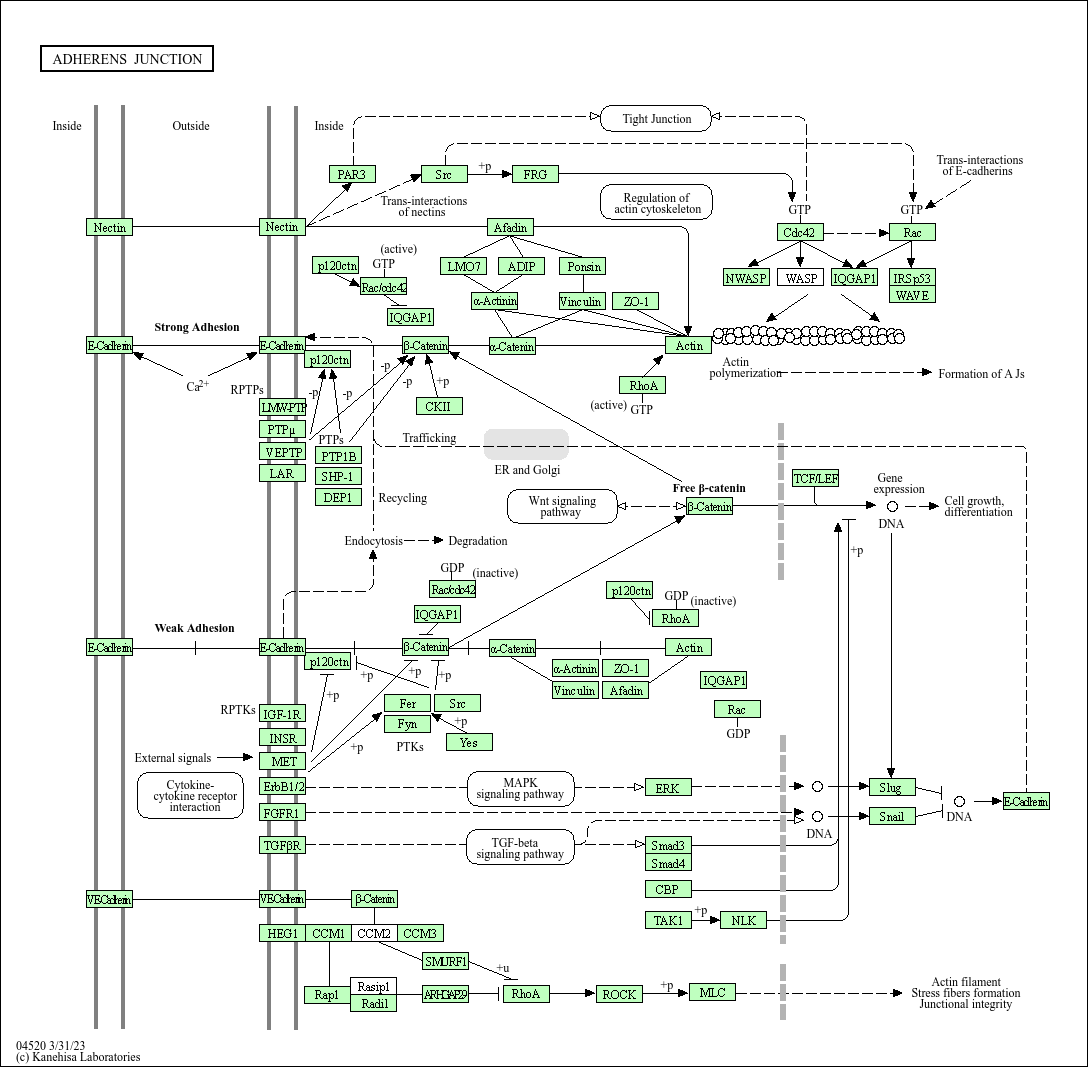 KEGG PATHWAY: Adherens junction - Anas platyrhynchos (mallard)