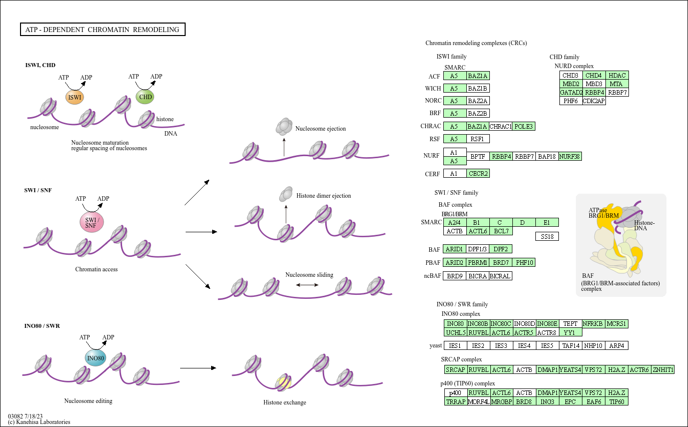 KEGG PATHWAY: ATP-dependent chromatin remodeling - Amphimedon ...