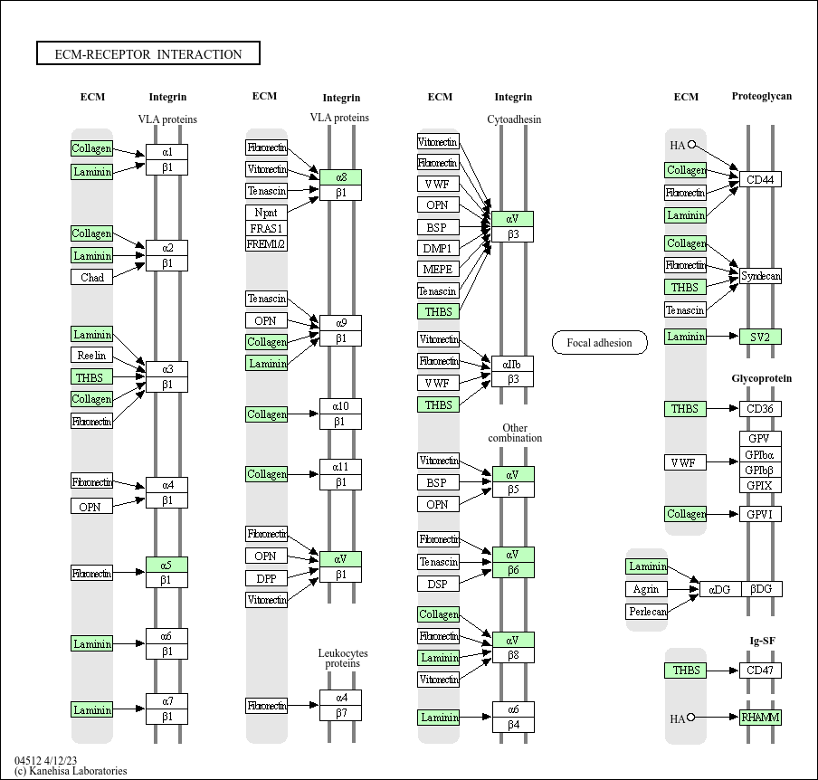 KEGG PATHWAY: ECM-receptor interaction - Amphimedon queenslandica (sponge)