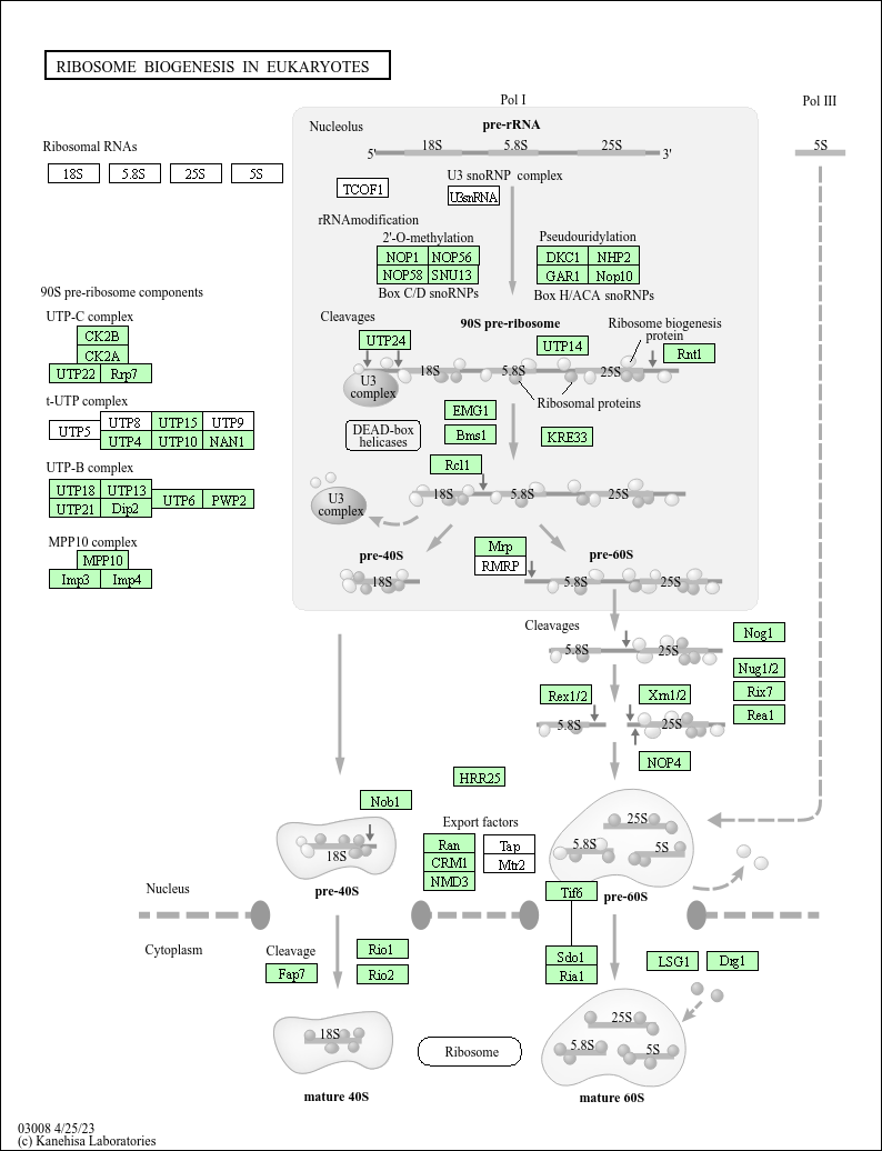 KEGG PATHWAY: Ribosome biogenesis in eukaryotes - Ascochyta rabiei