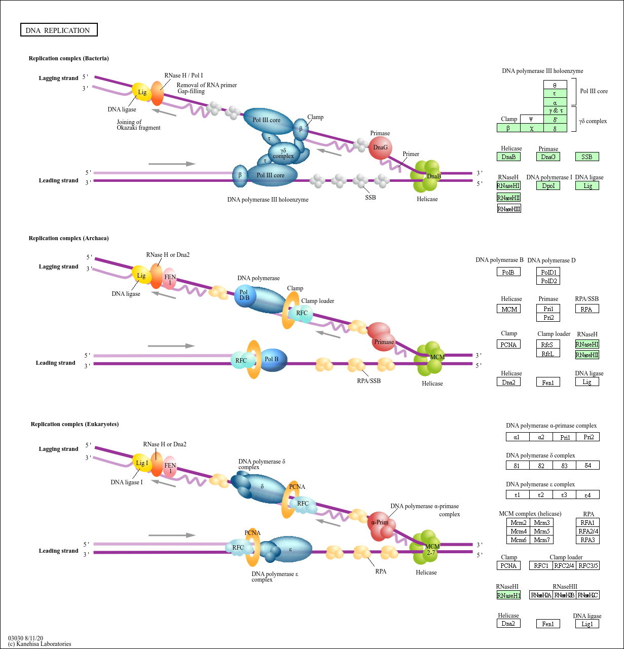 KEGG PATHWAY: DNA replication - Agrobacterium fabrum