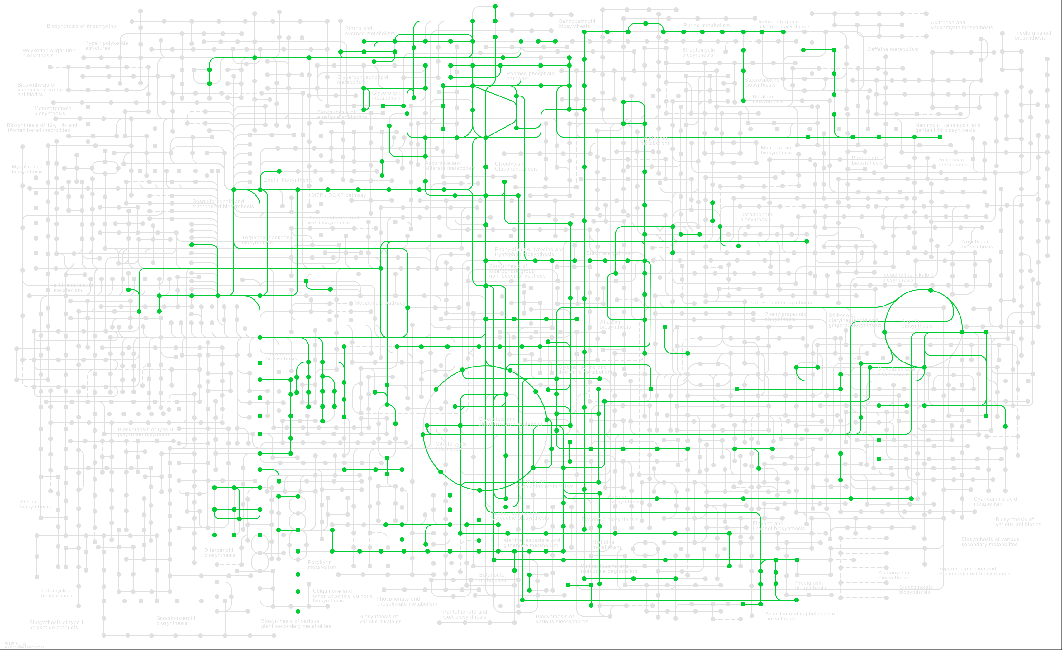 KEGG PATHWAY: Biosynthesis of secondary metabolites - Trichormus variabilis