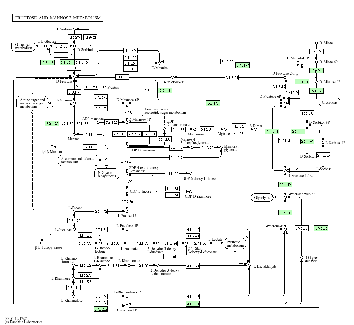 KEGG PATHWAY: Fructose and mannose metabolism - Bacillus aerophilus