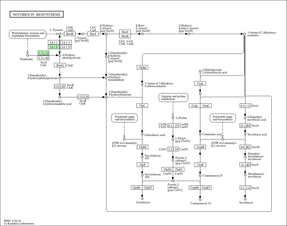 KEGG PATHWAY: Novobiocin biosynthesis - Bacillus aerophilus
