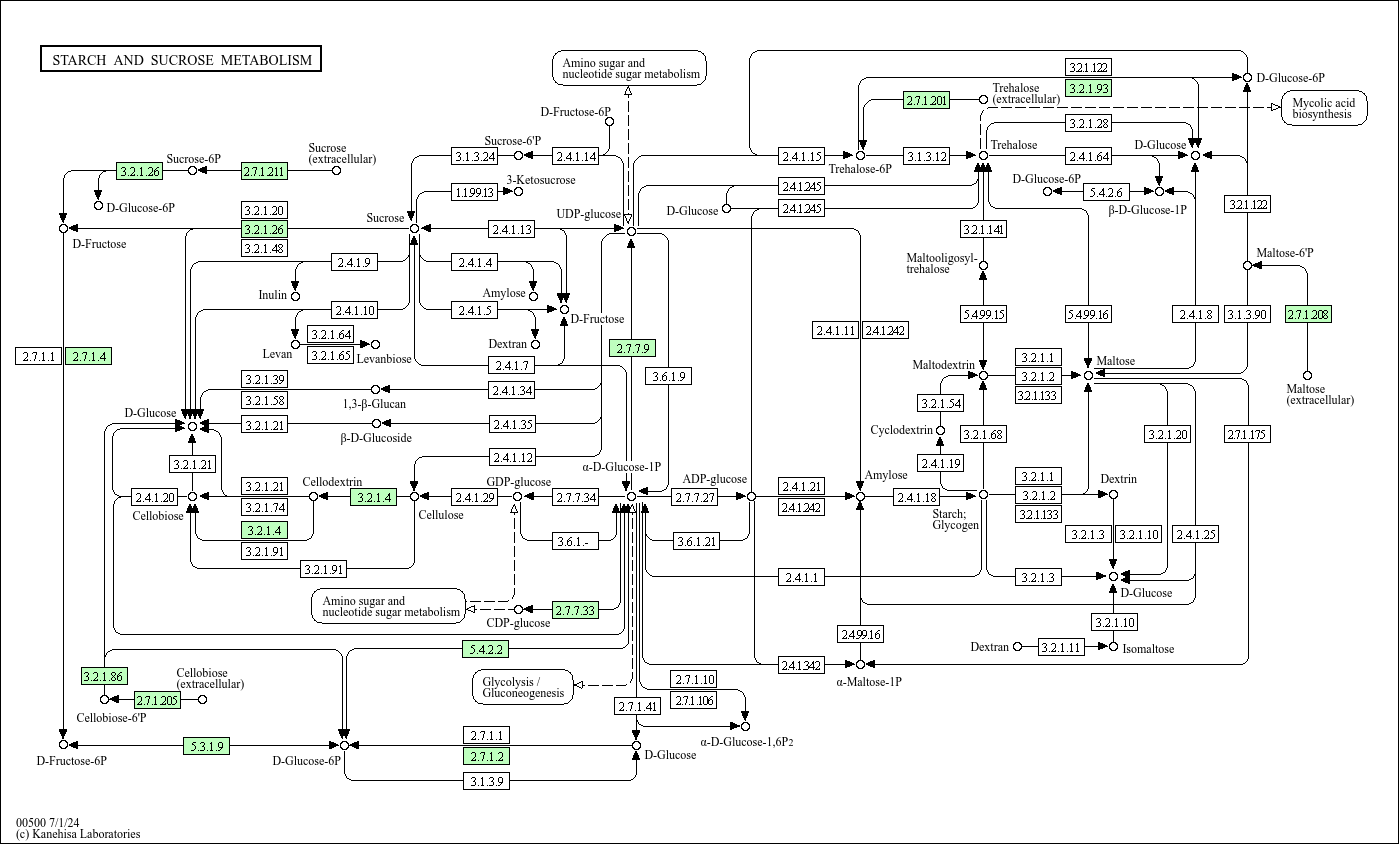 KEGG PATHWAY: Starch and sucrose metabolism - Bacillus aerophilus