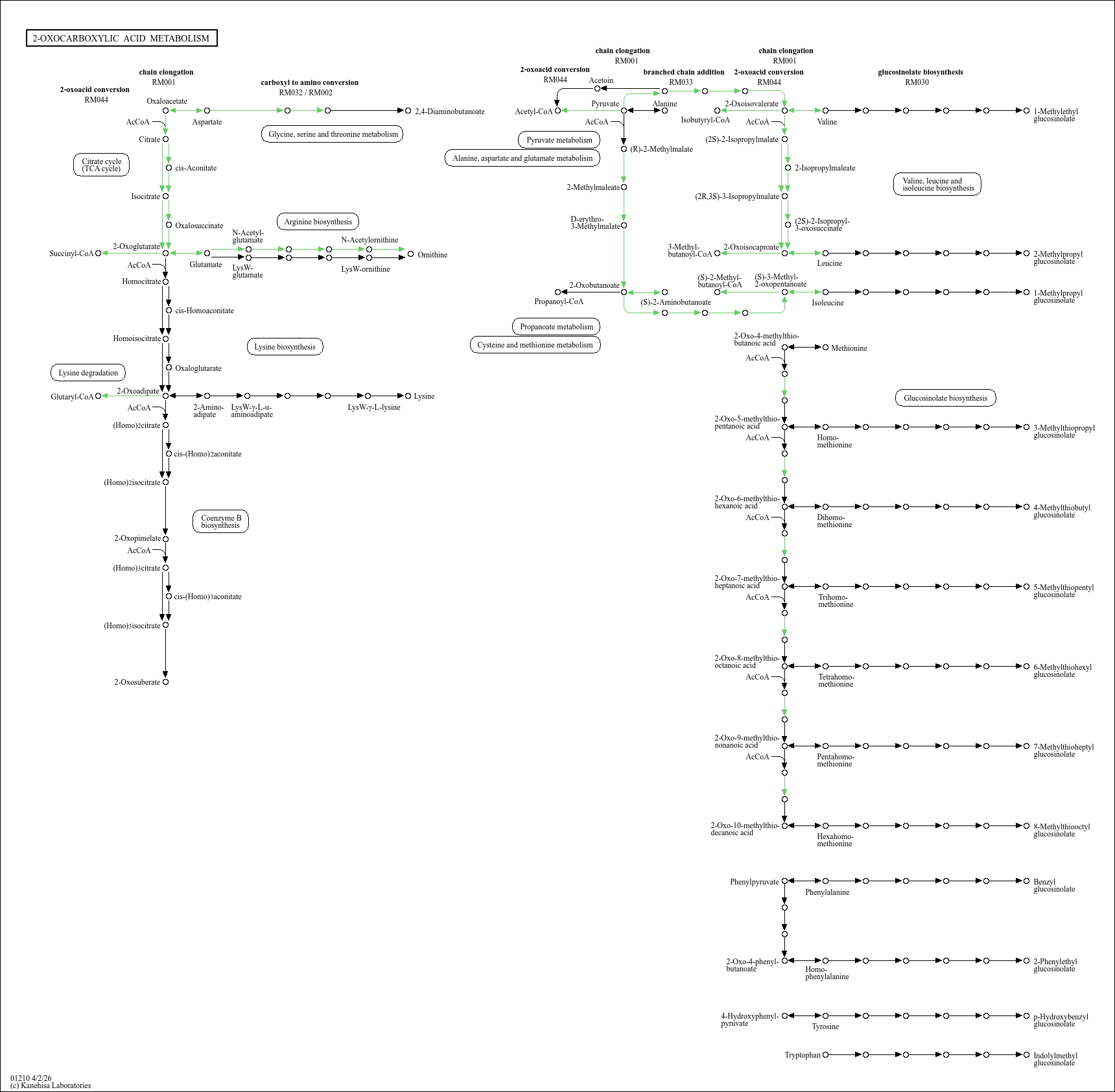KEGG PATHWAY: 2-Oxocarboxylic acid metabolism - Bacillus arachidis