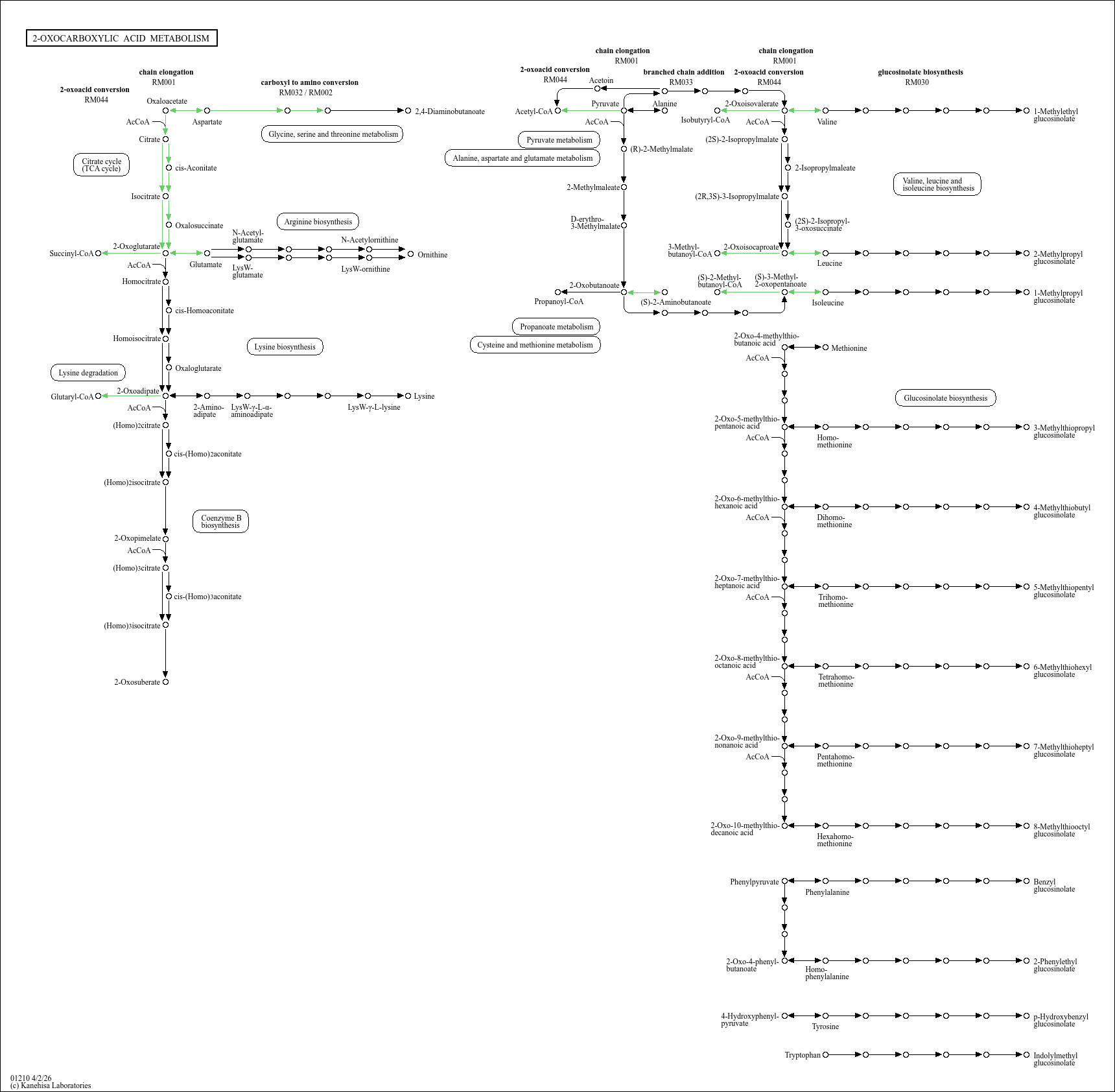 KEGG PATHWAY: 2-Oxocarboxylic acid metabolism - Bacteroidetes bacterium