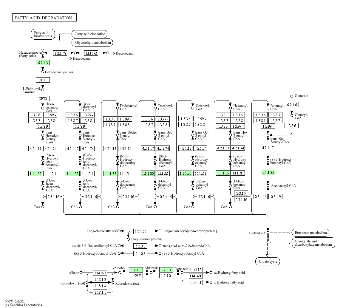 KEGG PATHWAY: Fatty acid degradation - Niallia circulans