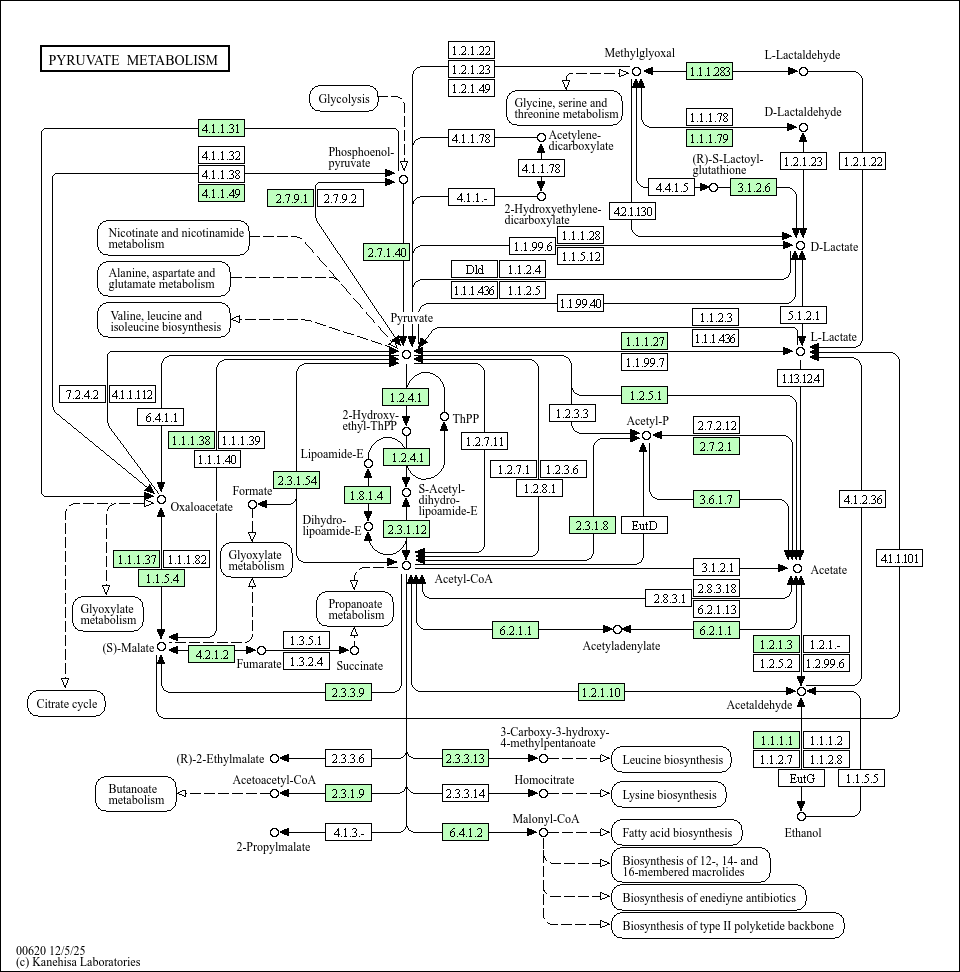 KEGG PATHWAY: Pyruvate metabolism - Heyndrickxia coagulans 2-6
