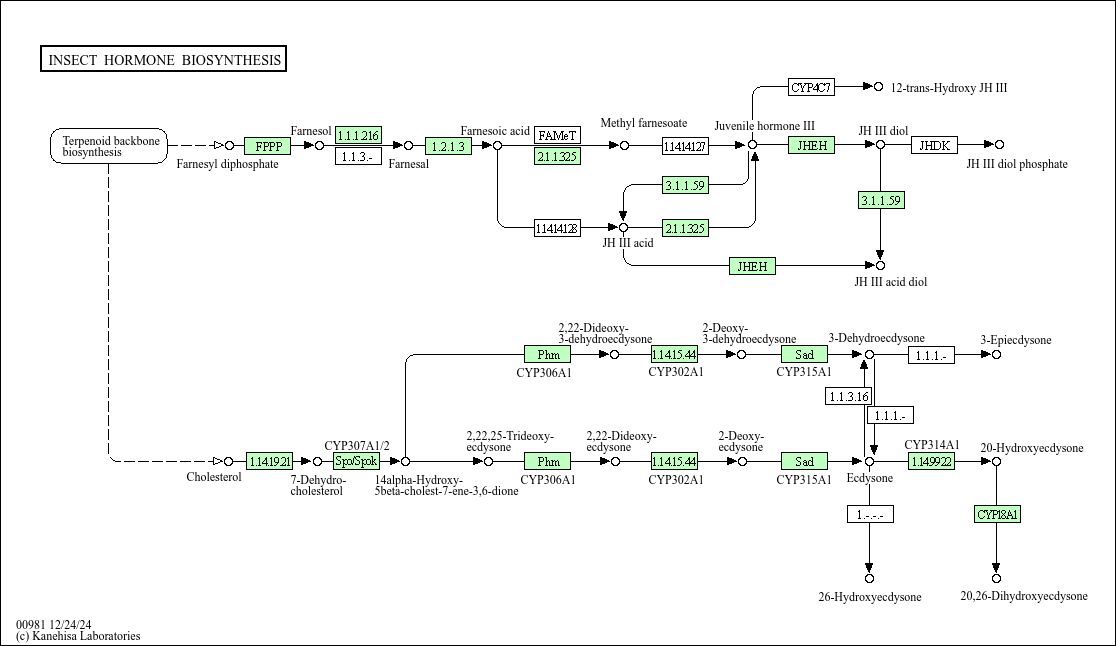 KEGG PATHWAY: Insect hormone biosynthesis - Bactrocera dorsalis ...