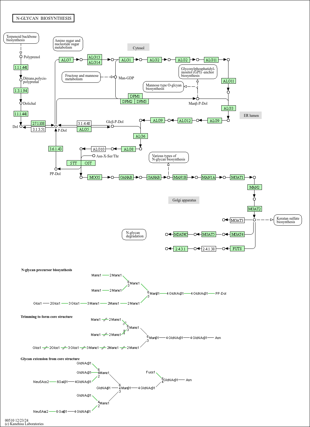 KEGG PATHWAY: N-Glycan biosynthesis - Branchiostoma floridae (Florida ...