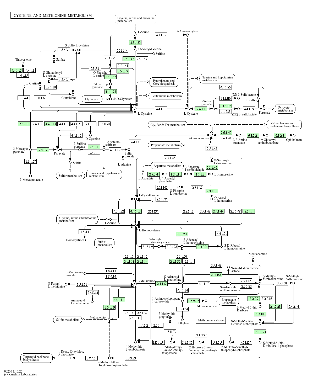 KEGG PATHWAY: Cysteine and methionine metabolism - Bradyrhizobium ...