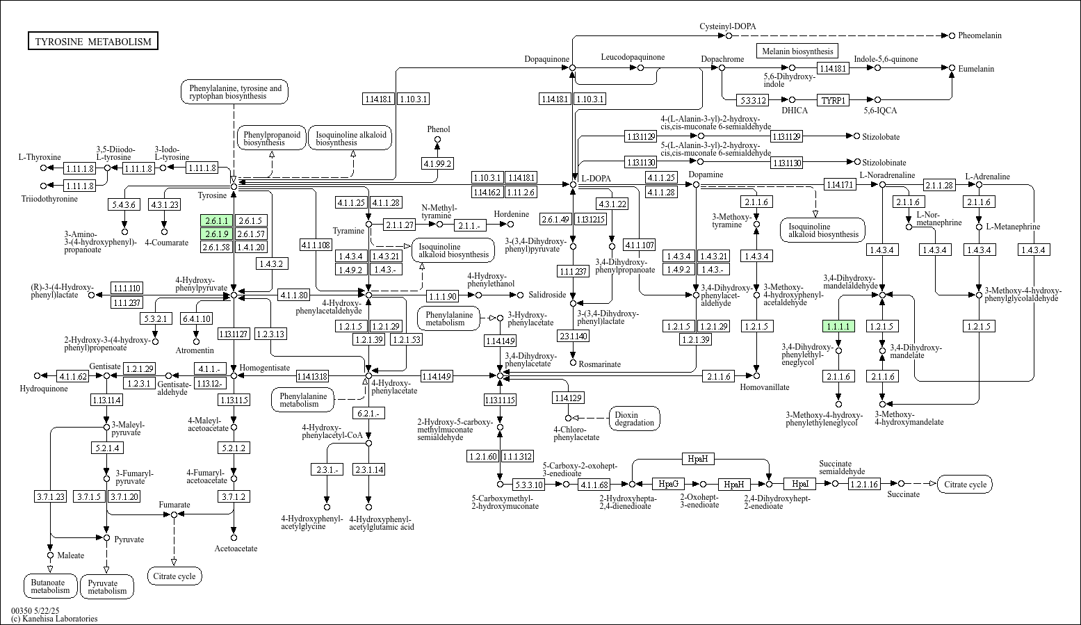 KEGG PATHWAY: Tyrosine metabolism - Bifidobacterium longum subsp. longum JCM 1217