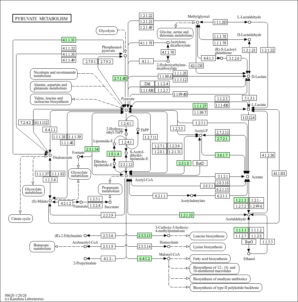 KEGG PATHWAY: Pyruvate metabolism - Bifidobacterium longum NCC2705