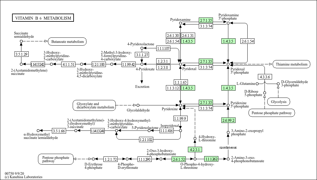 KEGG PATHWAY: Vitamin B6 metabolism - Brucella abortus 2308