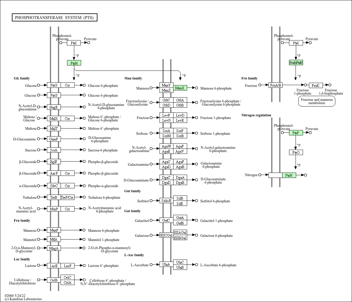 KEGG PATHWAY: Phosphotransferase system (PTS) - Brucella suis 1330