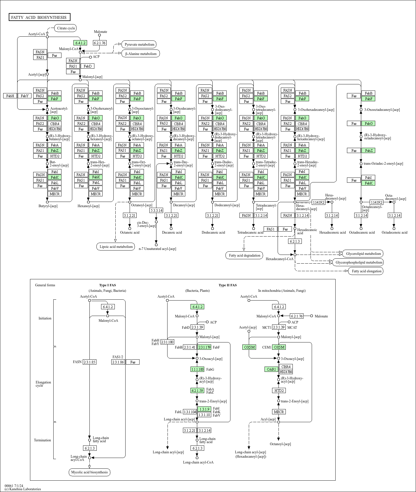 KEGG PATHWAY: Fatty acid biosynthesis - Butyrate-producing bacterium SM4/1