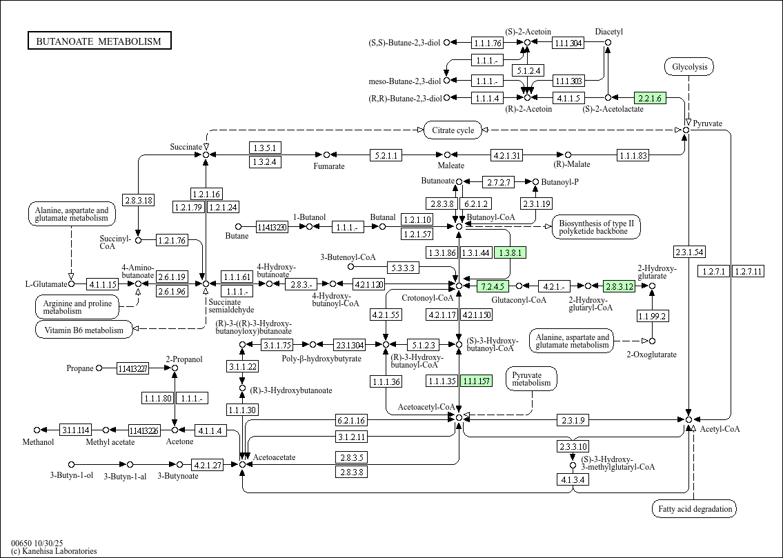 KEGG PATHWAY: Butanoate metabolism - Butyrate-producing bacterium SM4/1