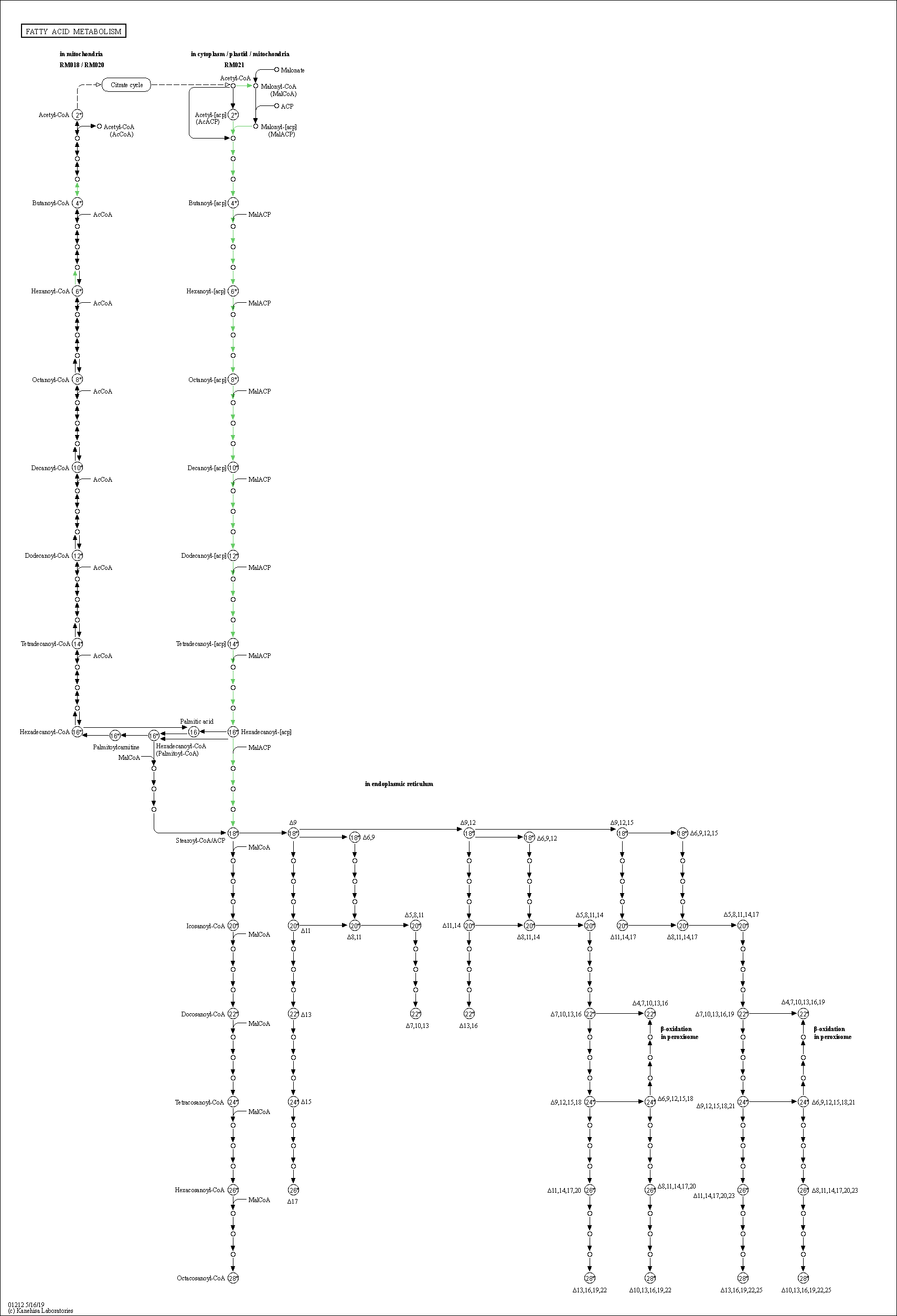 KEGG PATHWAY: Fatty acid metabolism - Butyrate-producing bacterium SM4/1