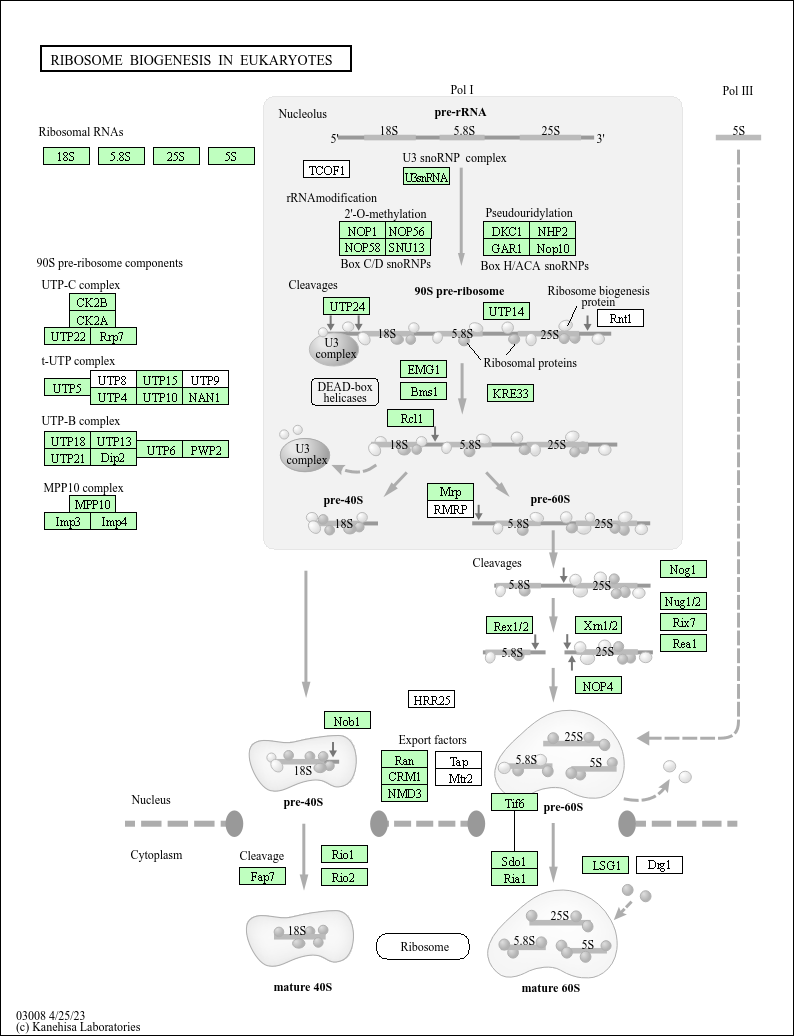 KEGG PATHWAY: Ribosome biogenesis in eukaryotes - Brassica rapa (field ...