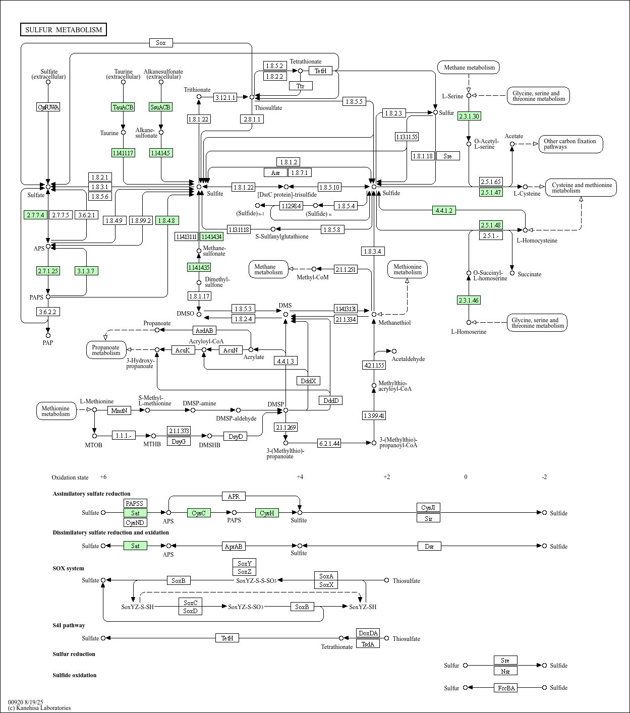 KEGG PATHWAY: Sulfur metabolism - Bacillus smithii