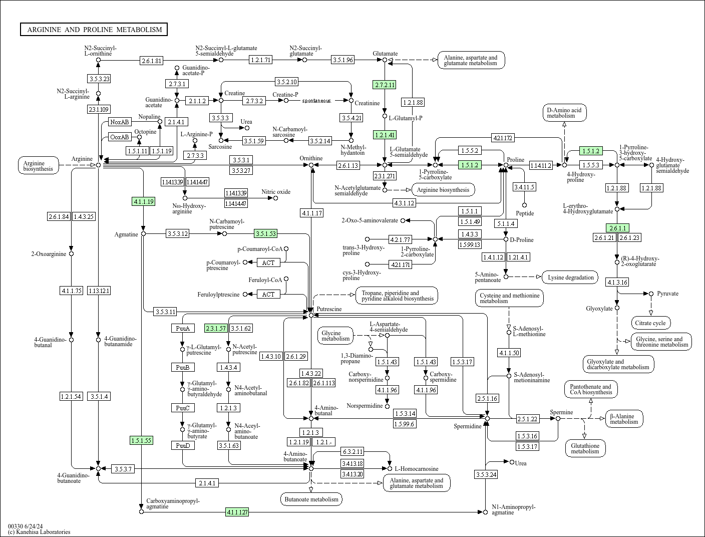 KEGG PATHWAY: Arginine and proline metabolism - Bacteroides stercoris
