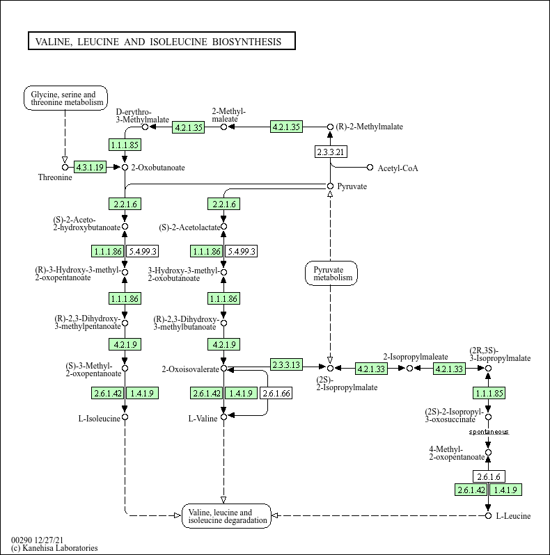 KEGG PATHWAY: Valine, leucine and isoleucine biosynthesis - Bacillus ...