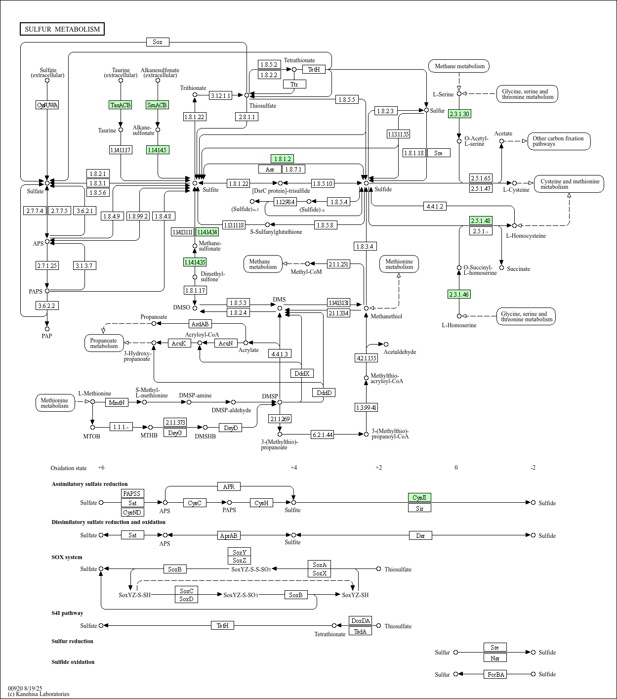 KEGG PATHWAY: Sulfur metabolism - Bifidobacterium subtile