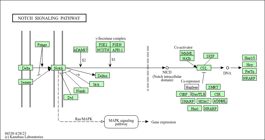 KEGG PATHWAY: Notch signaling pathway - Bos taurus (cow)