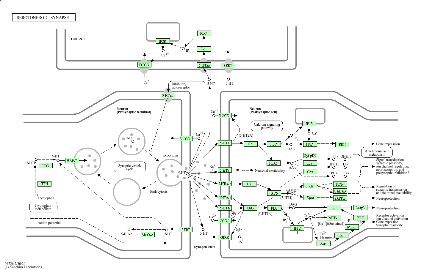 KEGG PATHWAY: Serotonergic synapse - Bos taurus (cow)
